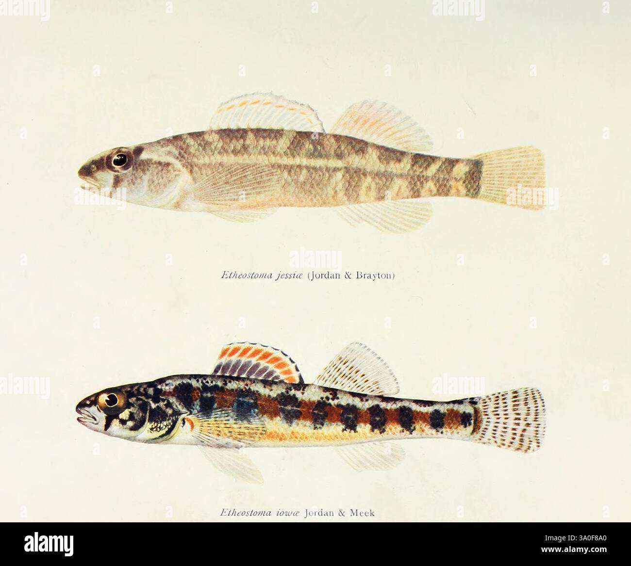 The fishes of Illinois, Danville, Ill, Pub. by authority of the state ...