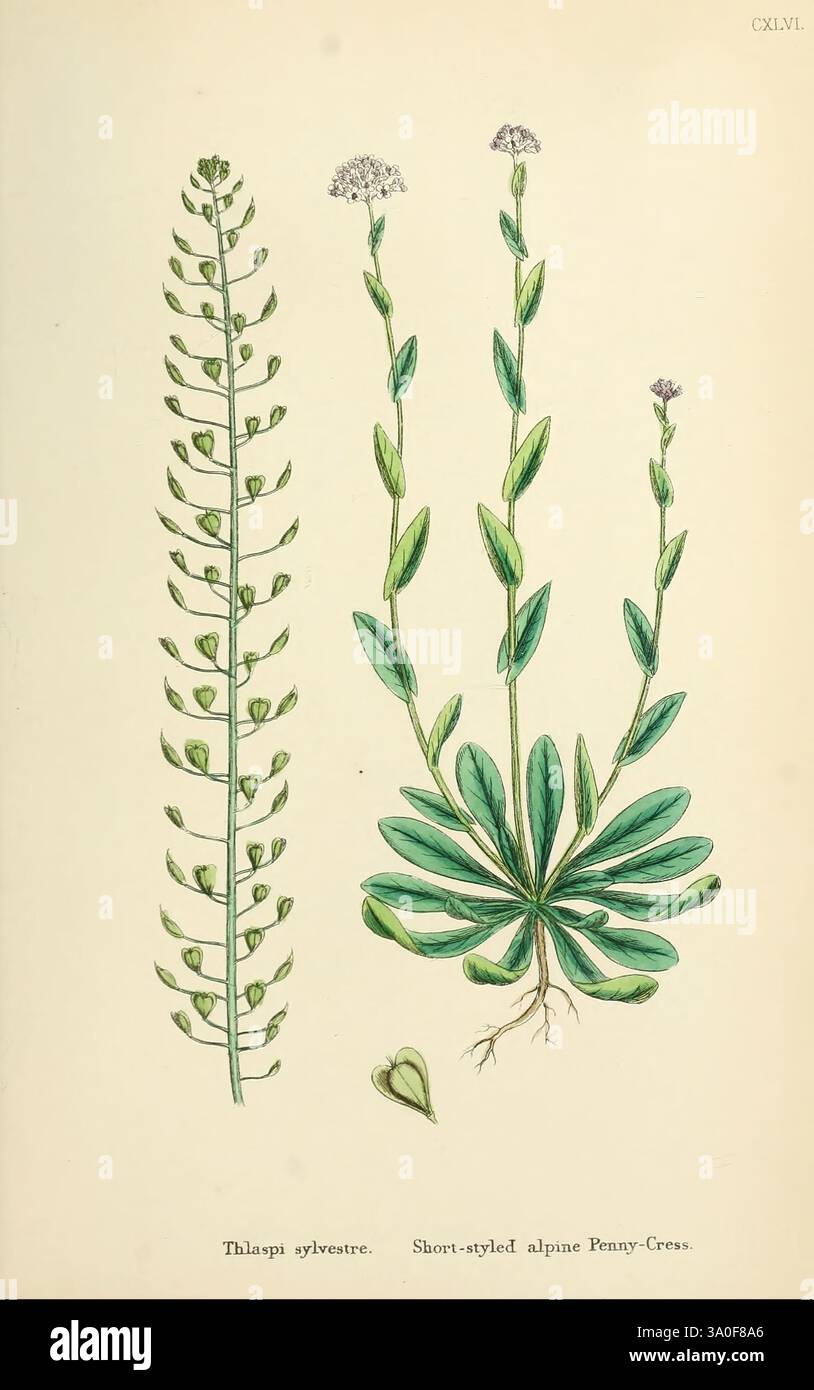 Rosette formation of broad hi-res stock photography and images - Alamy