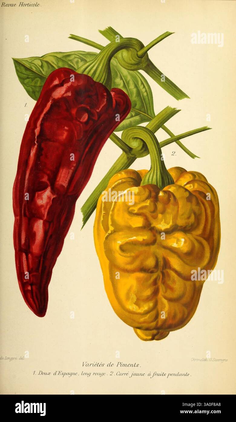 Illustration features two distinct types of peppers hi-res stock ...