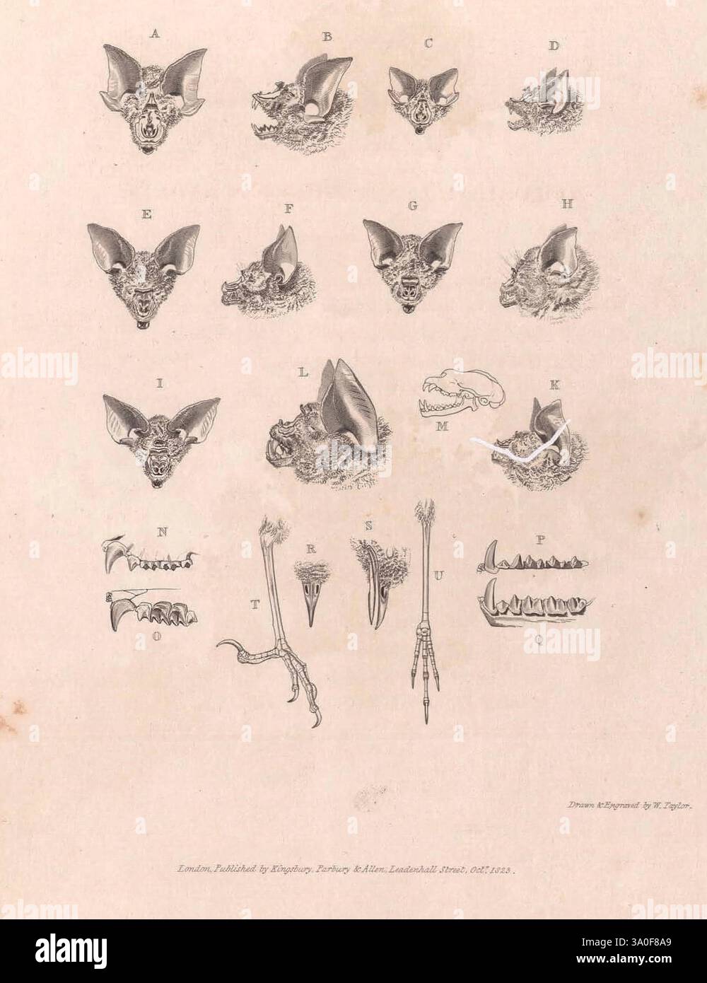 Depictions of skeletal structures hi-res stock photography and images ...