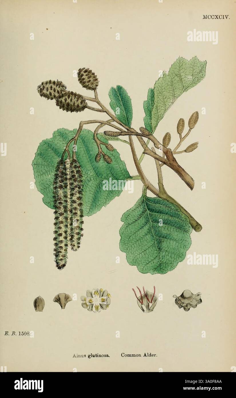 English, botany, or Coloured Figures of British Plants, London, R ...