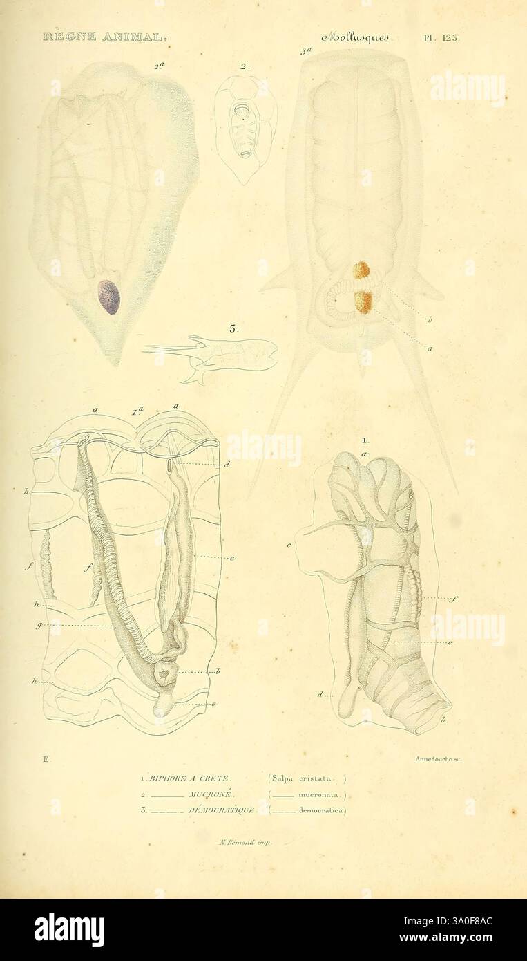 Various anatomical diagrams of marine organisms hi-res stock ...