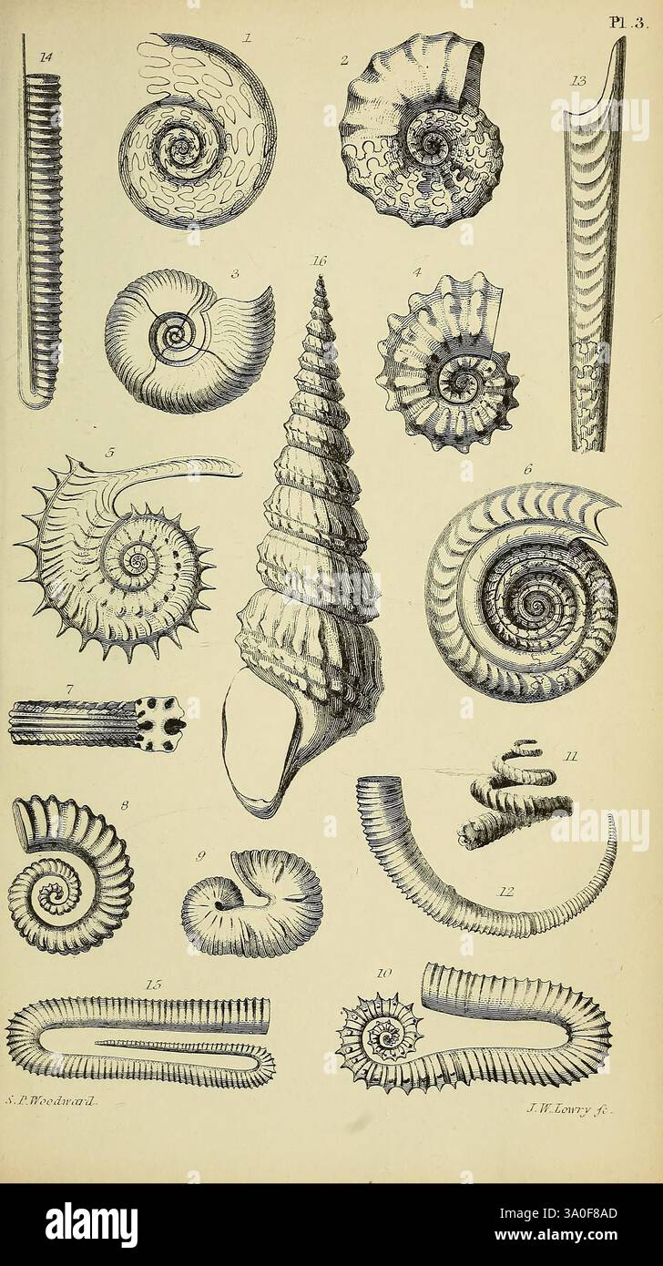 Variety of intricate shell designs hi-res stock photography and images ...