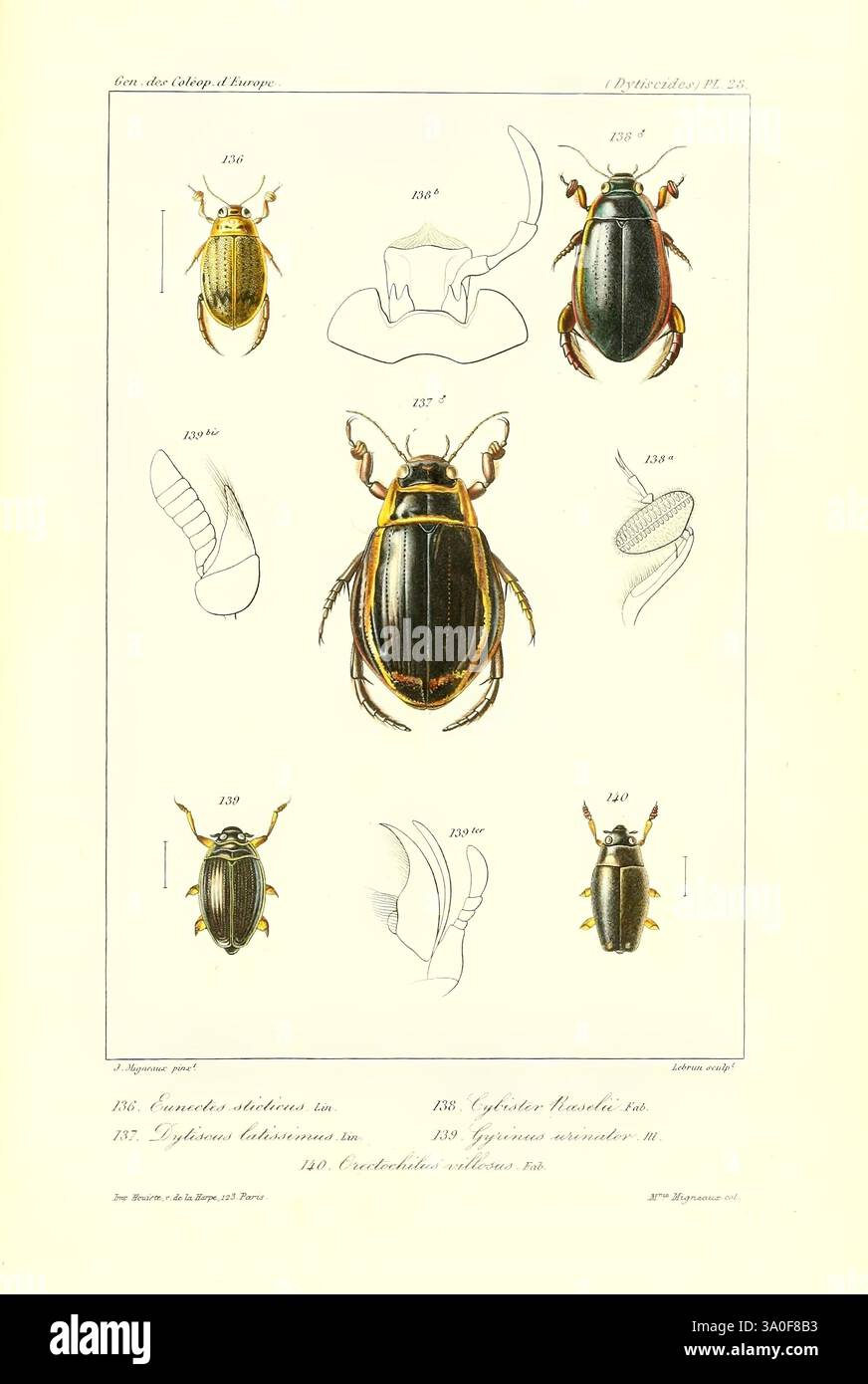 Smaller sketches of beetle morphology hi-res stock photography and ...
