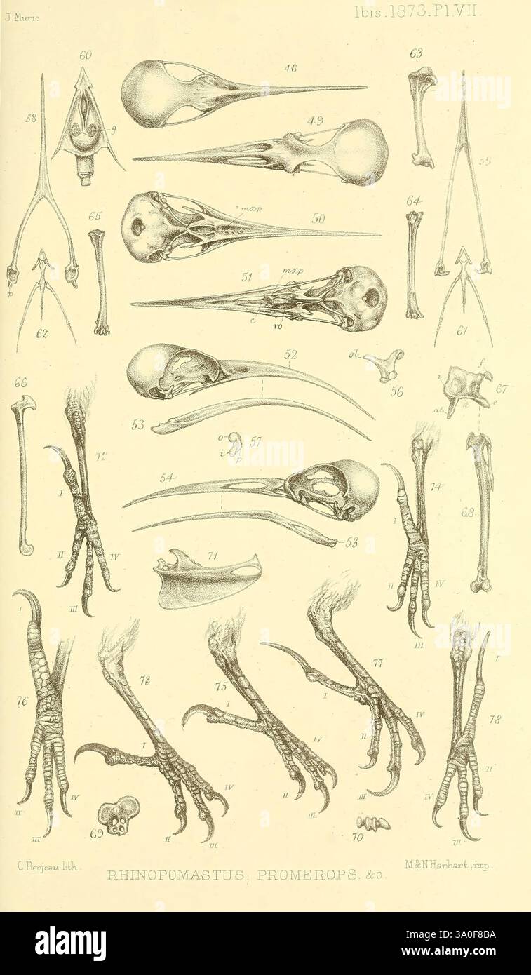 Anatomical structures of different animal species hi-res stock ...
