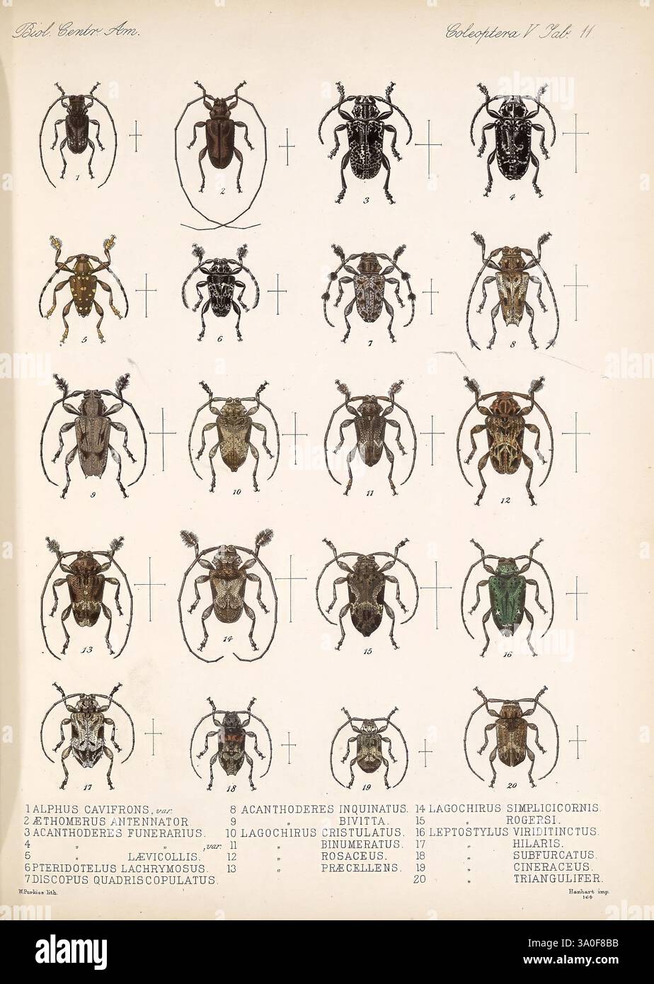 Biologia Centrali-Americana London, 1879-1915, archaeology, botany ...