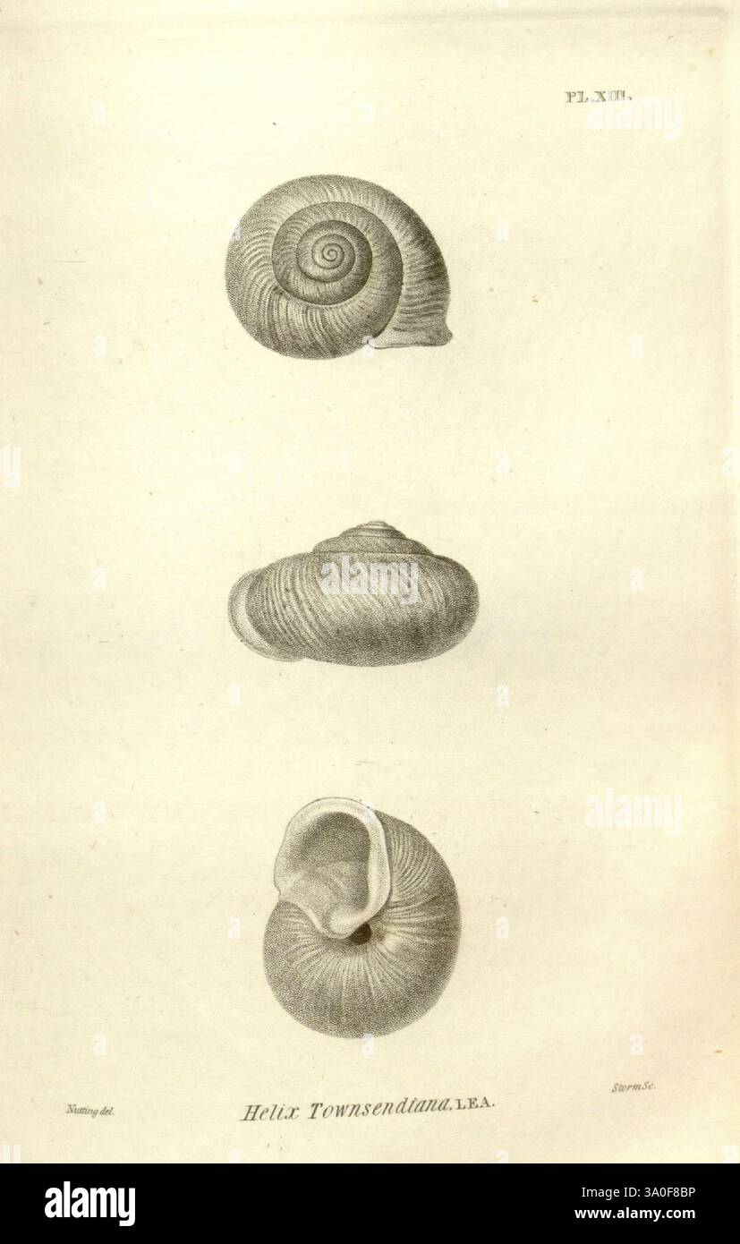 Helix townsendiana hi-res stock photography and images - Alamy