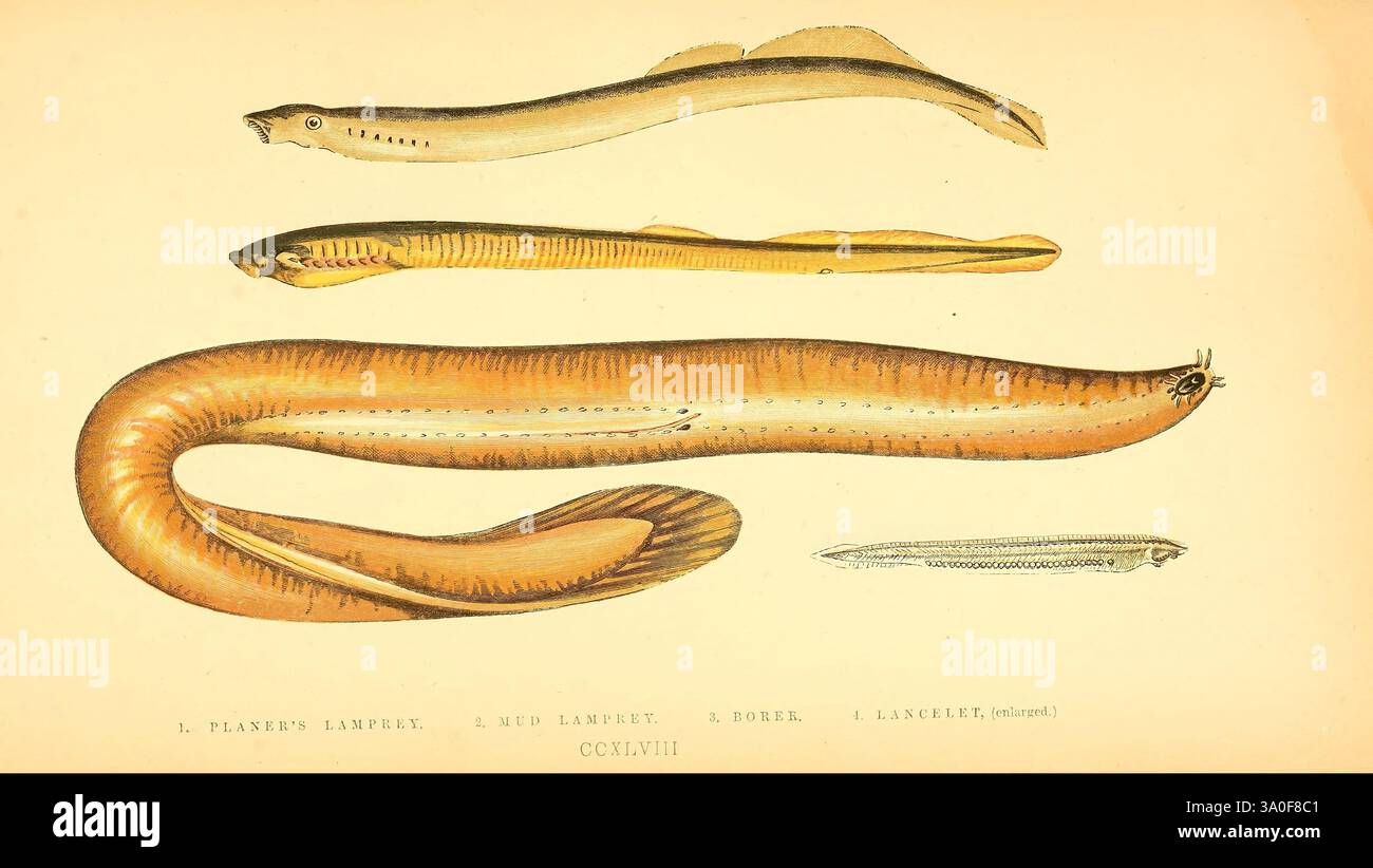 Smallest lamprey hi-res stock photography and images - Alamy