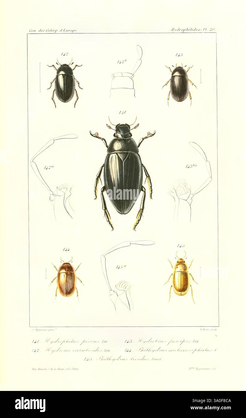 Meticulous scientific illustration of various beetle species hi-res ...