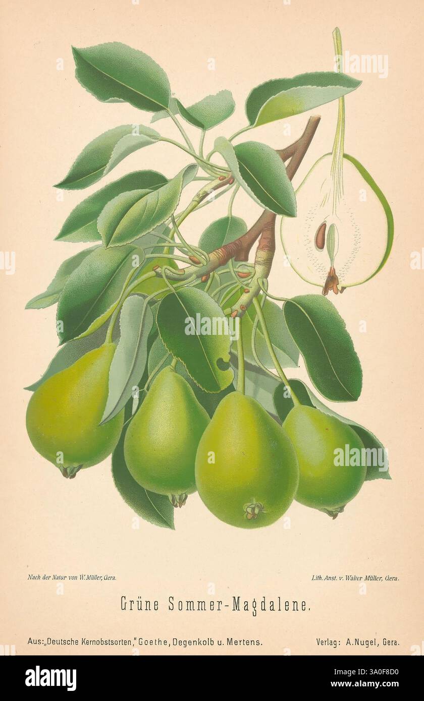 Specific pear cultivar hi-res stock photography and images - Alamy