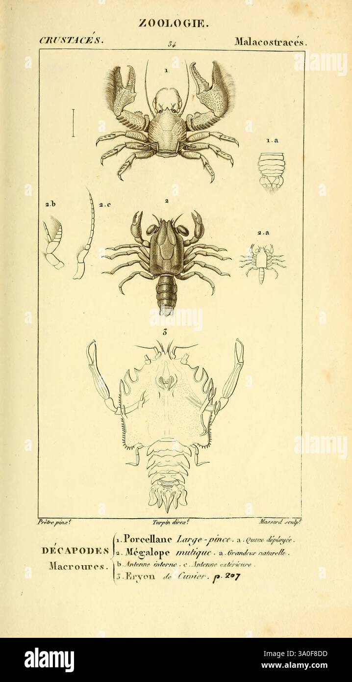 Considérations générales sur la classe des crustacés, Paris, F.G ...