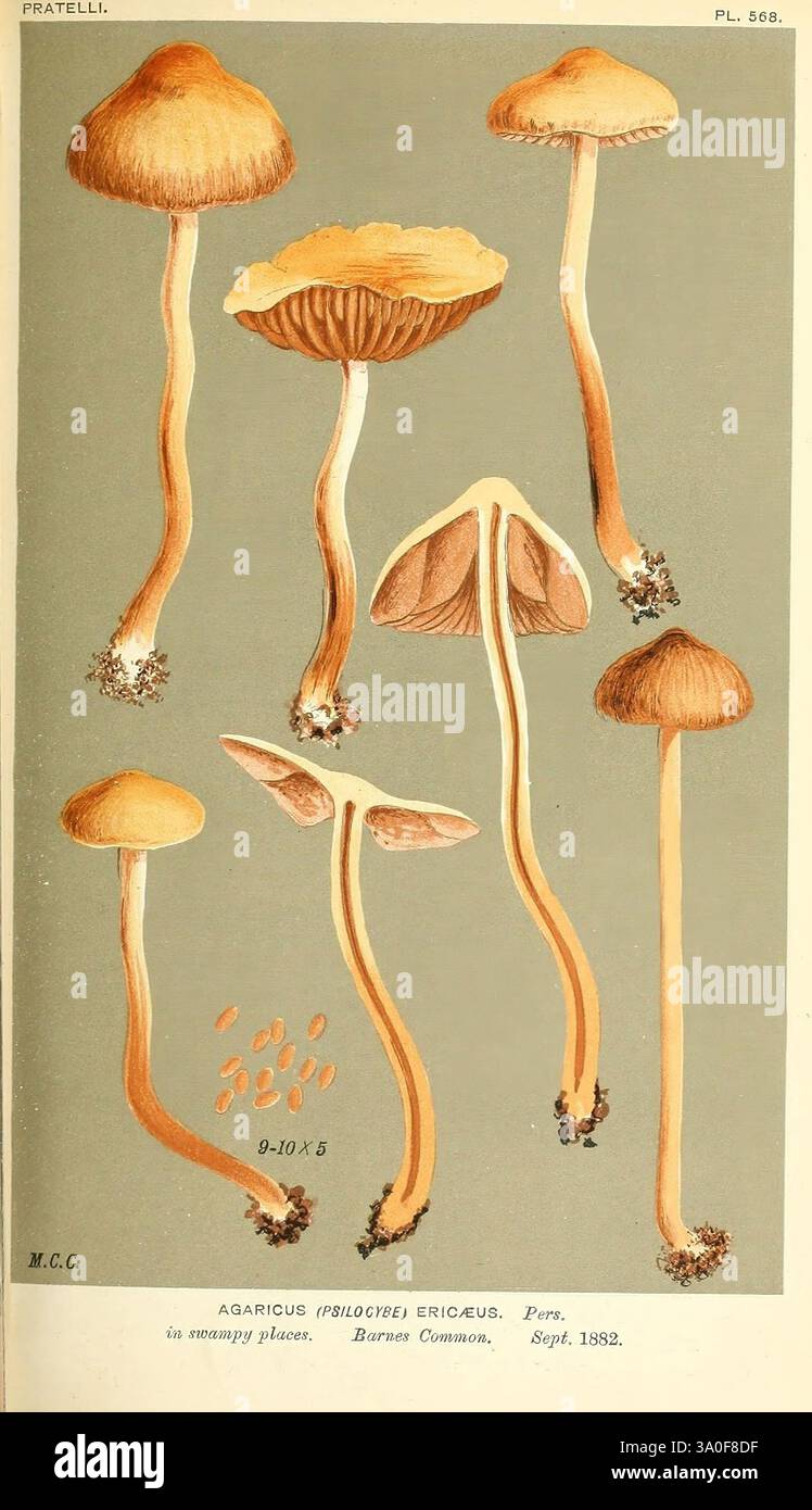 Illustrations, of, British, Fungi, (Hymenomycetes), to, serve, as, an ...