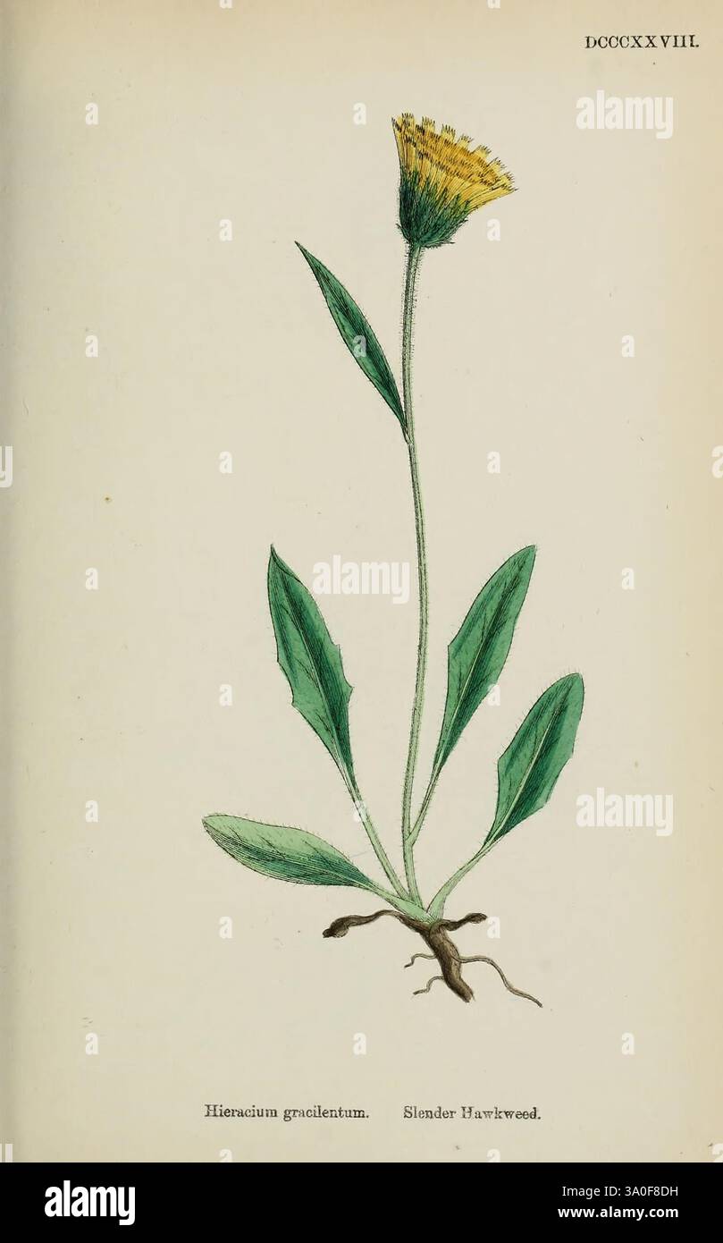English, botany, Coloured, figures, British, plants, London, R ...