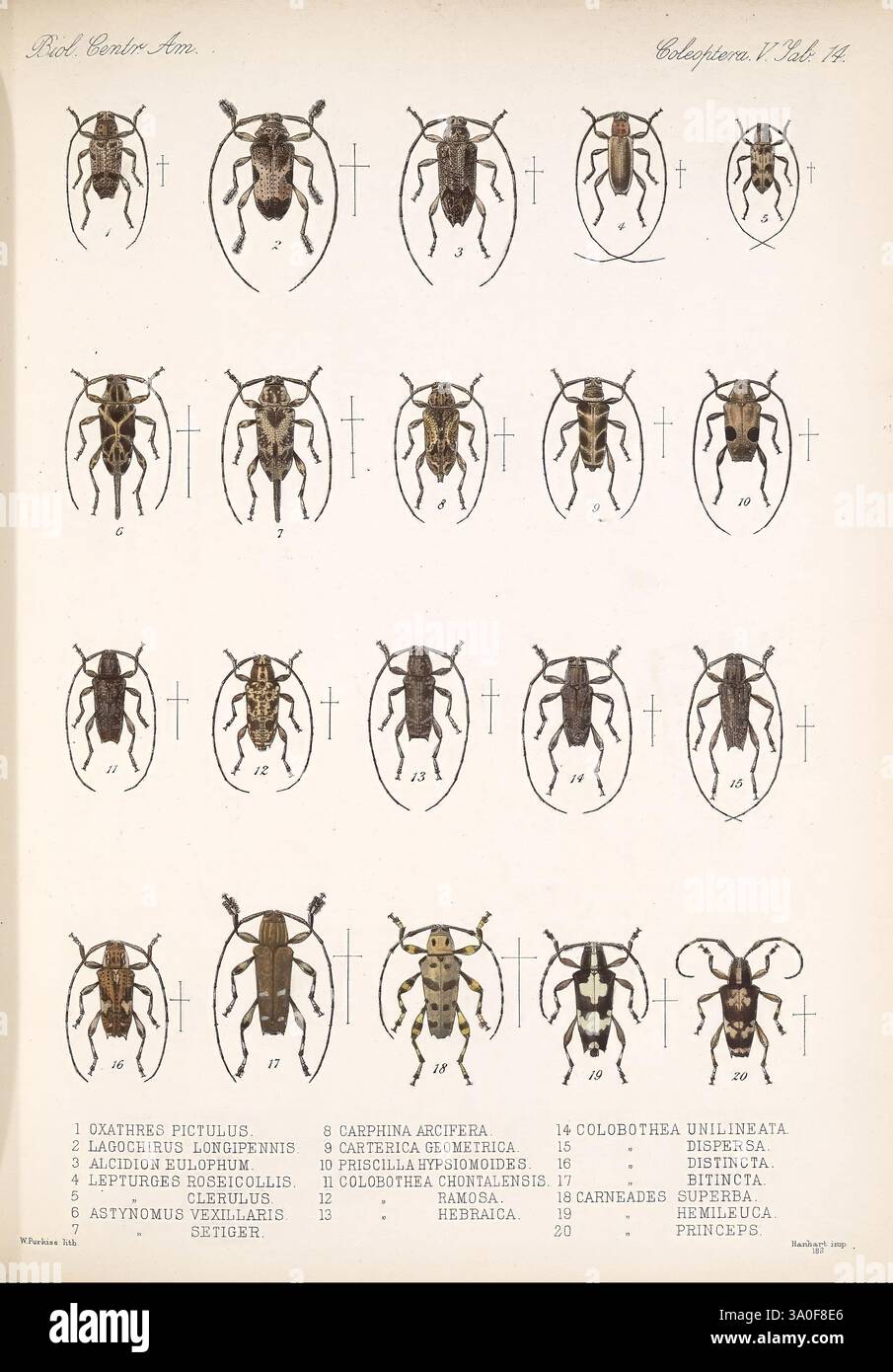 Biologia Centrali-Americana London, 1879-1915, archaeology, botany ...