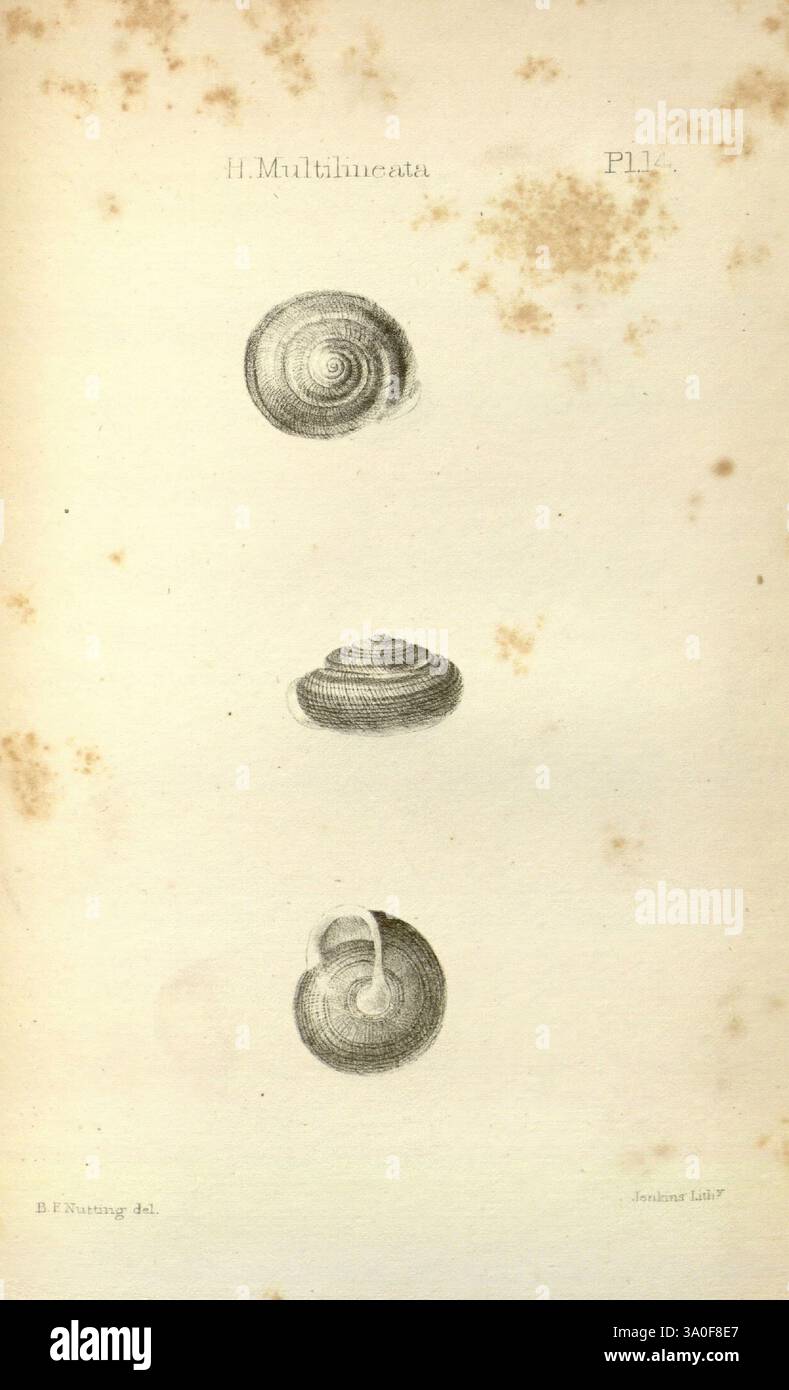 Exhibiting delicate layers hi-res stock photography and images - Alamy