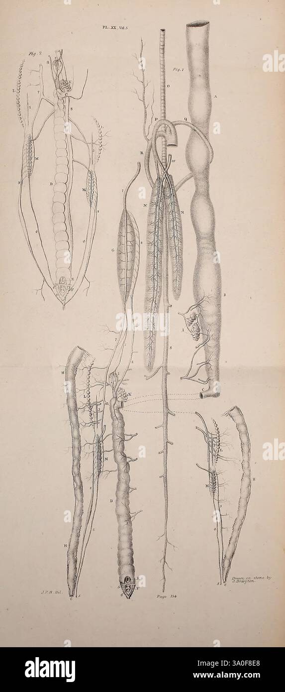 Series of tubular forms hi-res stock photography and images - Alamy