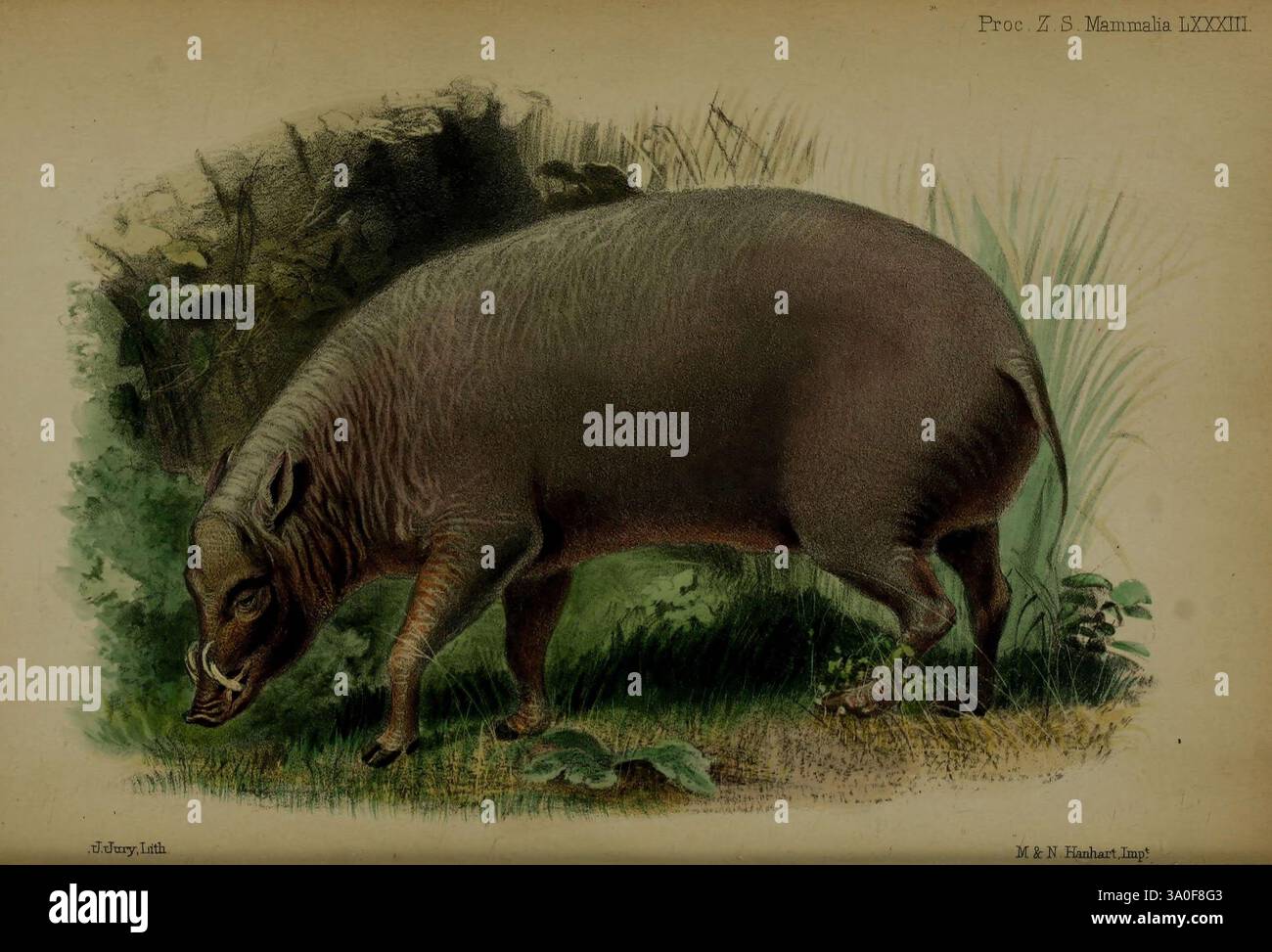 Boars connection hi-res stock photography and images - Alamy