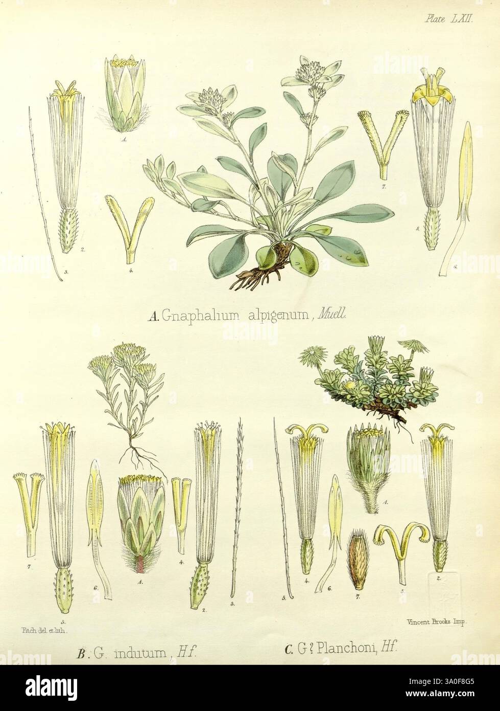 Planchoni hi-res stock photography and images - Alamy