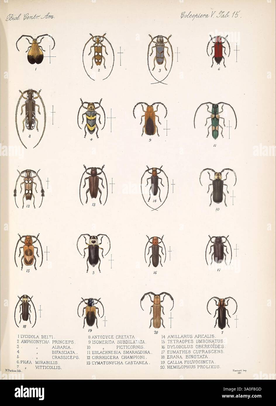 Biologia Centrali-Americana London, 1879-1915, archaeology, botany ...
