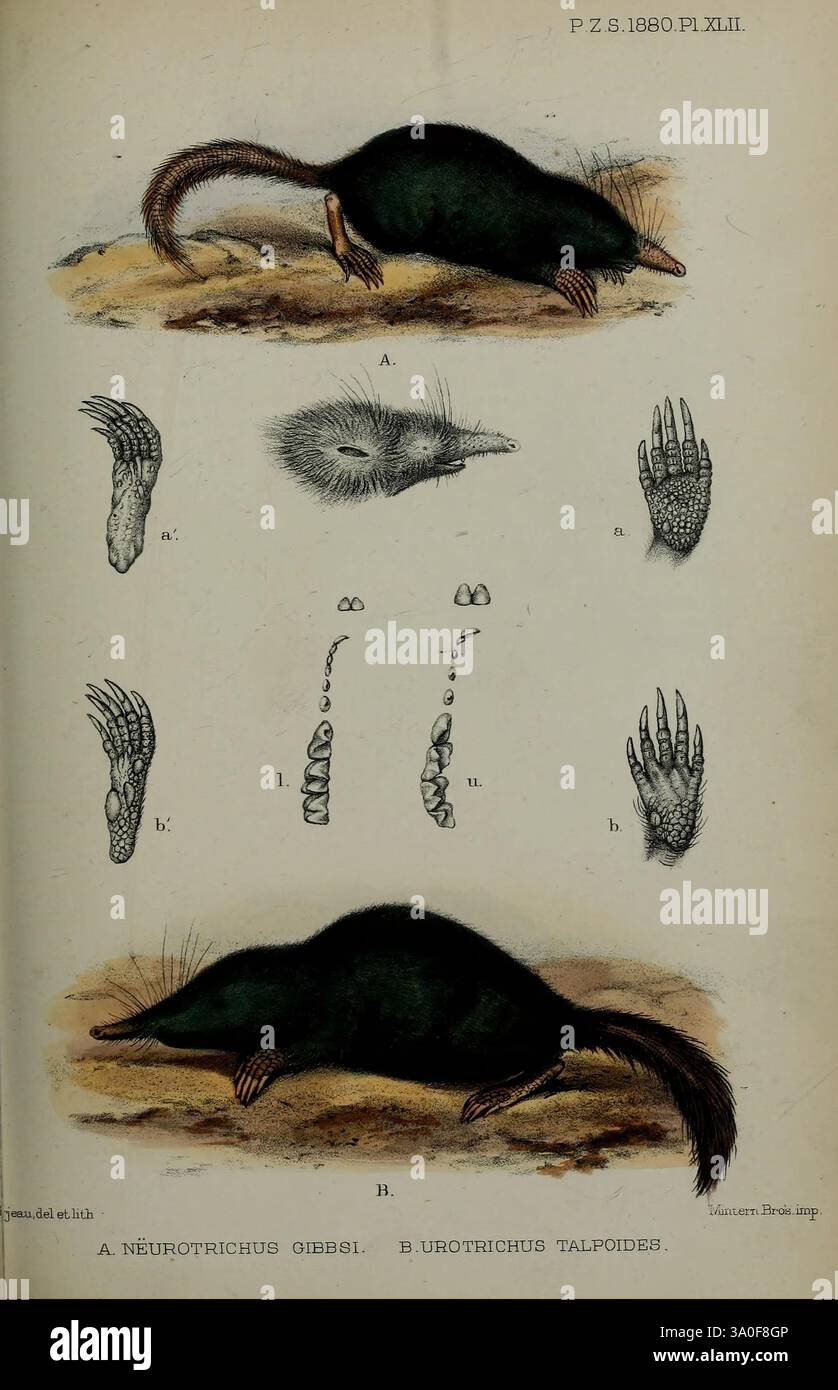 Illustration showcases two species of moles hi-res stock photography ...