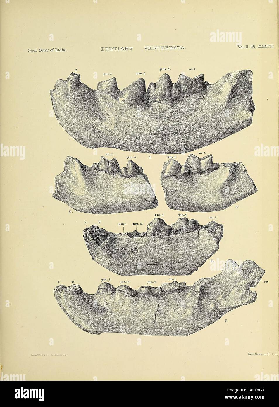 Indian, Tertiary and post-Tertiary, Vertebrata, Calcutta, Geological ...