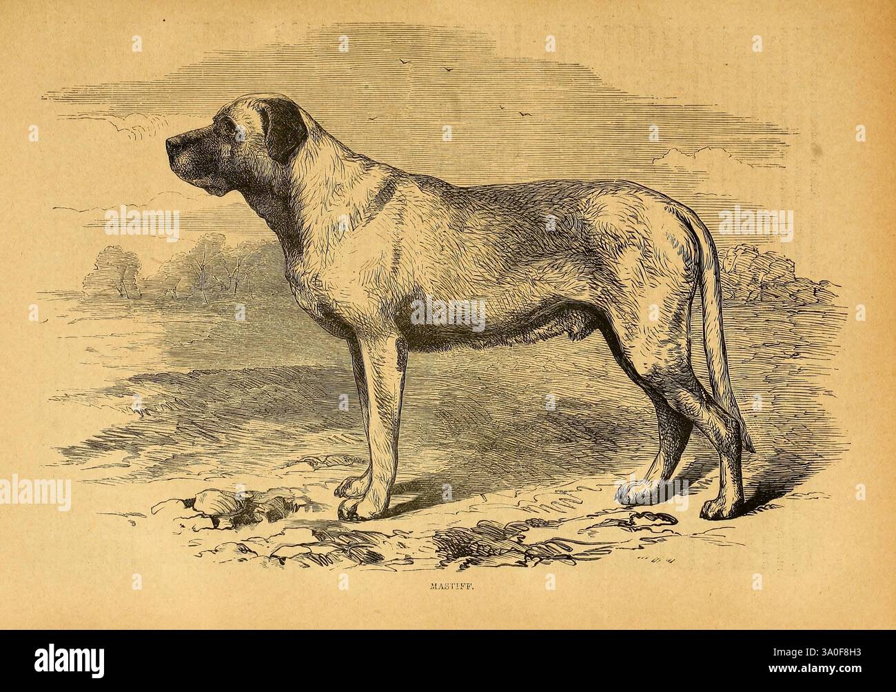 Cassell's natural history, london, Cassell & Company, Limited, 1896 ...