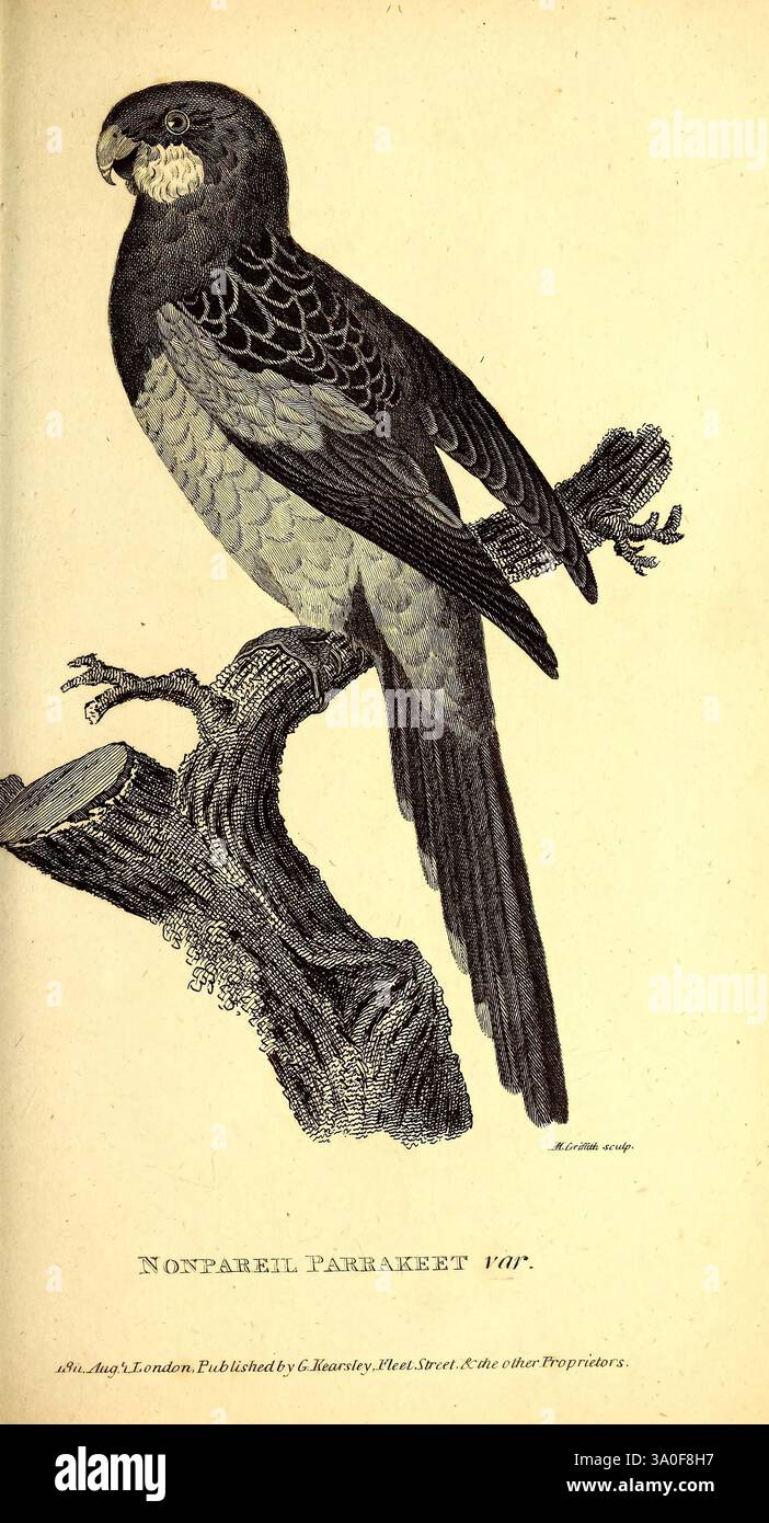 Parakeets vibrant personality hi-res stock photography and images - Alamy