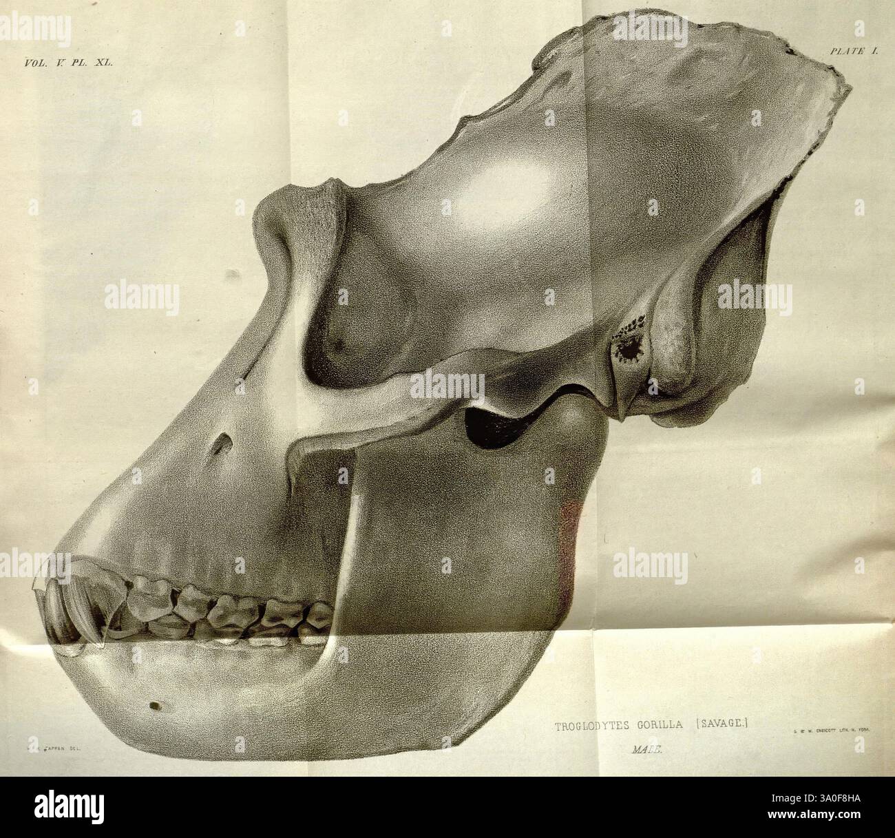 Study of primate anatomy hi-res stock photography and images - Alamy