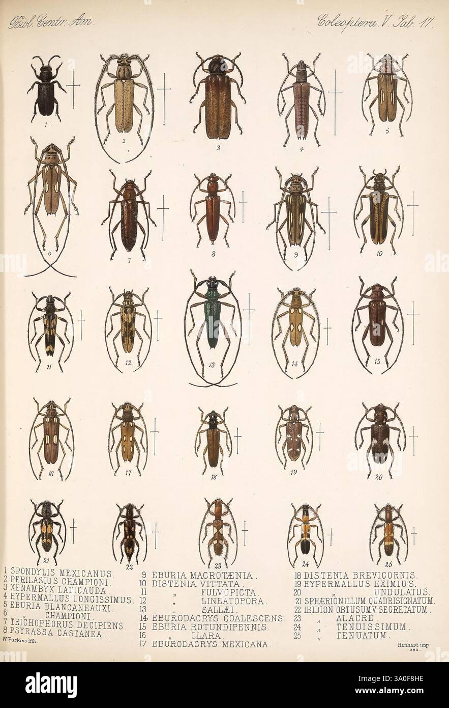 Array of various beetle species hi-res stock photography and images - Alamy