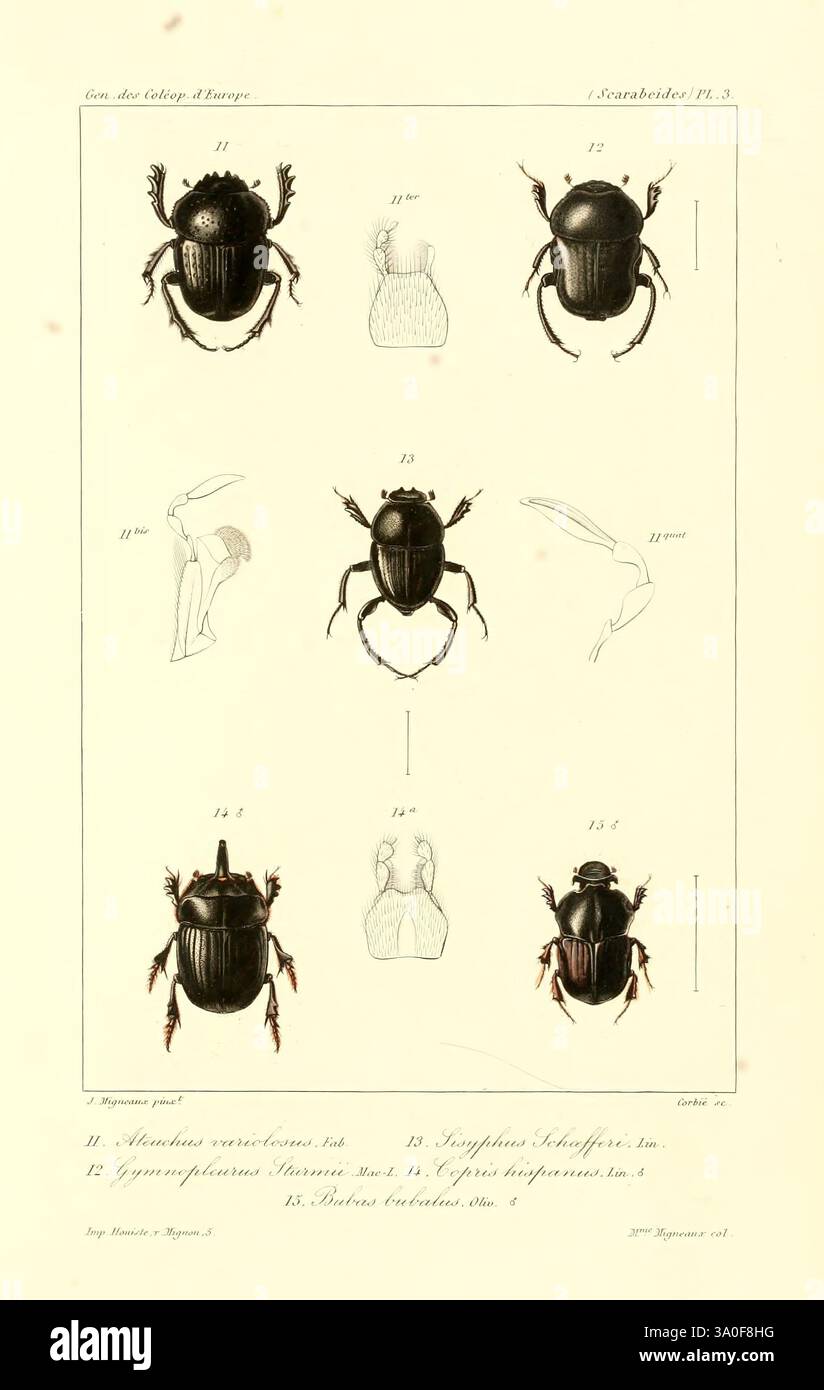 Classification of different beetle species hi-res stock photography and ...