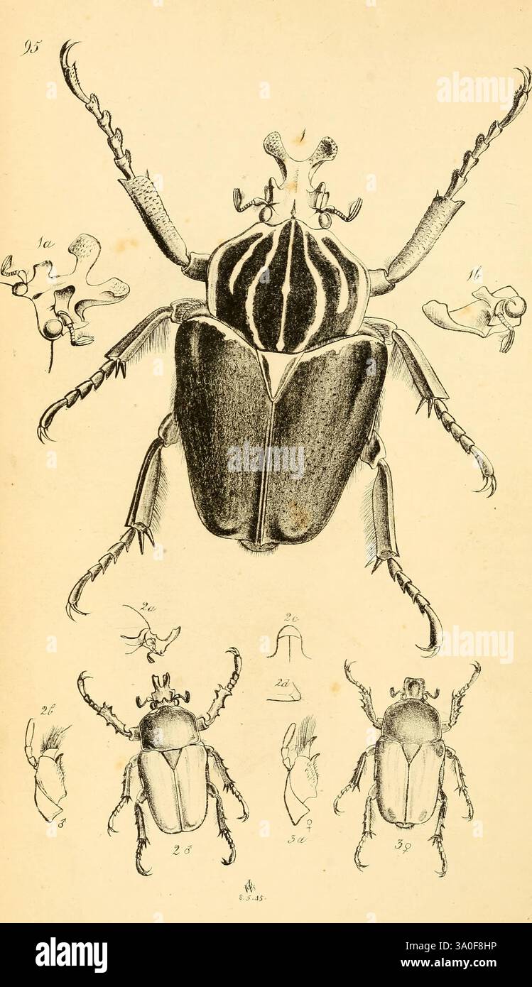 Arcana entomologica, or Illustrations of new, rare, and interesting ...