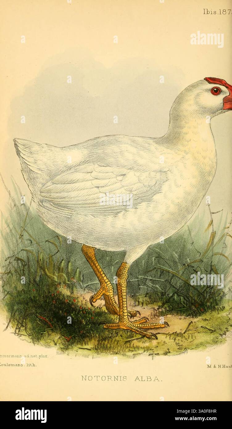 Ibis, London, Published for the British Ornithologists' Union by ...
