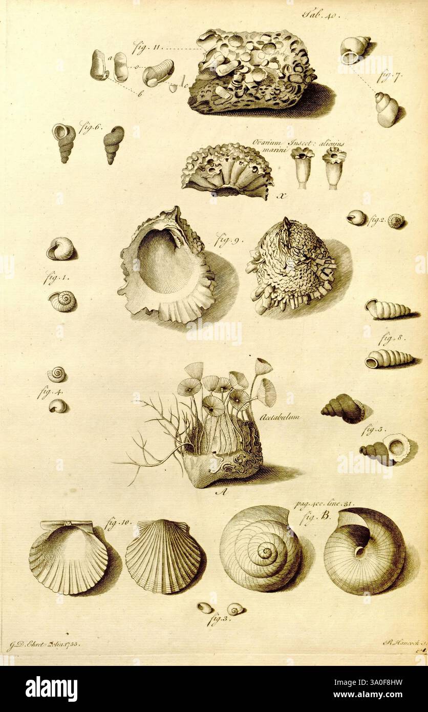 Displayed alongside various smaller shells hi-res stock photography and ...