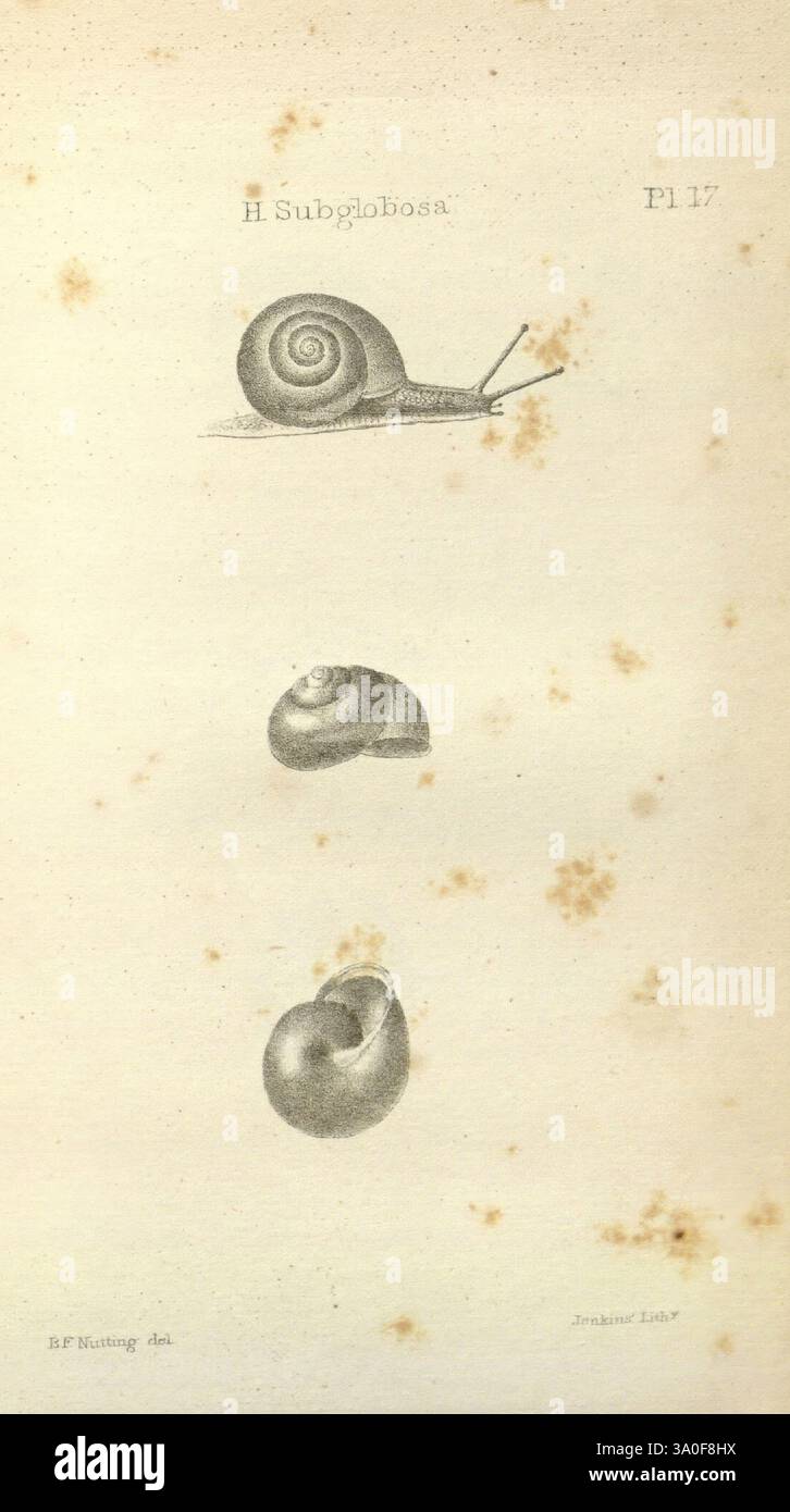 Top snail displays hi-res stock photography and images - Alamy