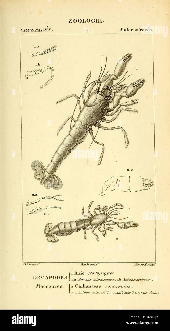 Considerations generales sur la classe des crustaces, Paris, F.G ...