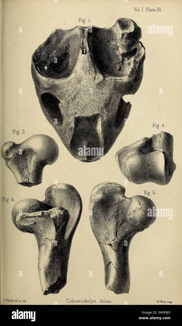 Palaeontological, memoirs, and, notes, of, H, Falconer, with, a ...