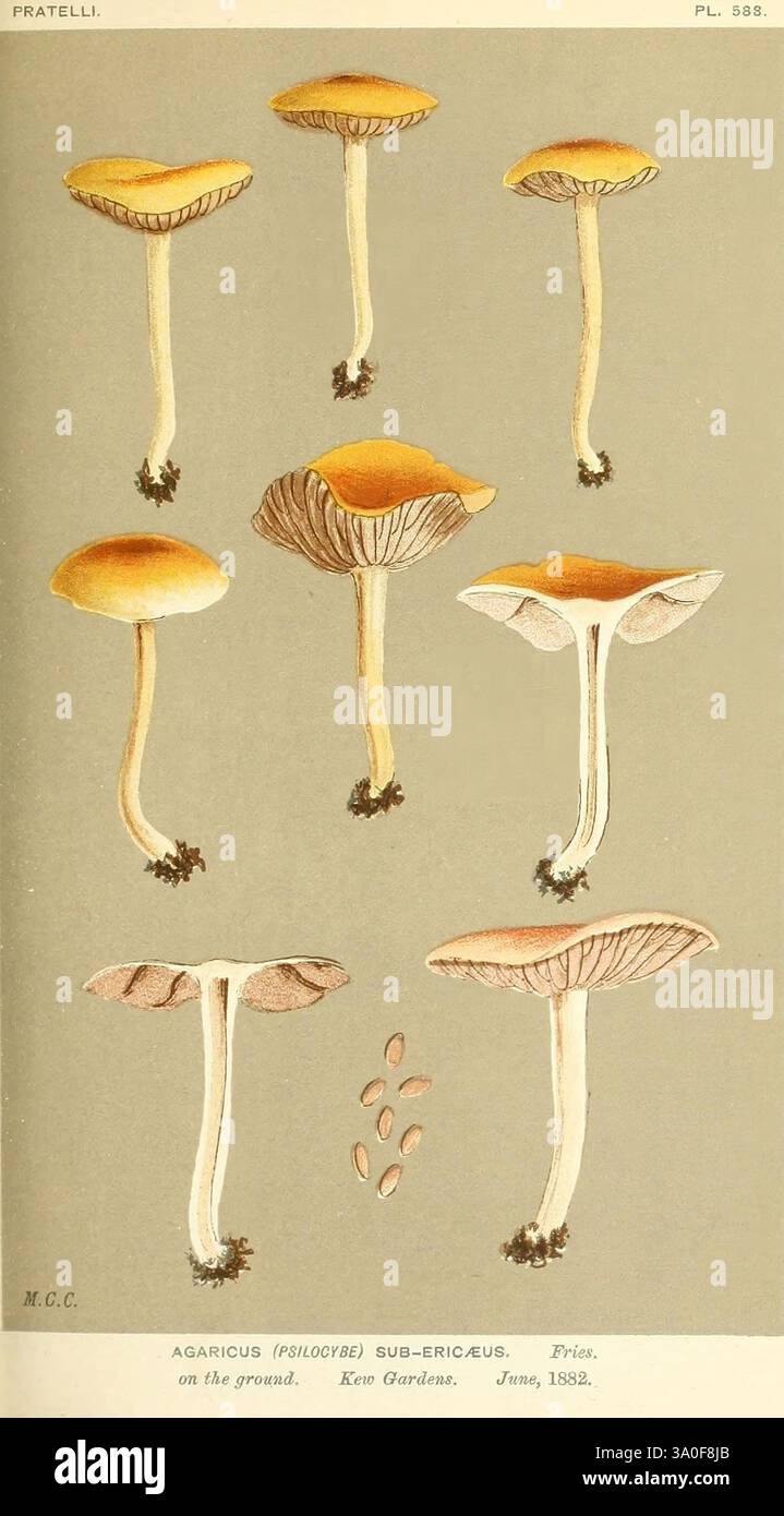 Fungis structure hi-res stock photography and images - Alamy