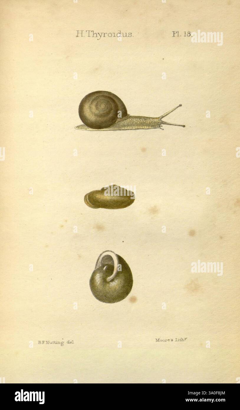 Bottom illustration reveals another shell hi-res stock photography and ...