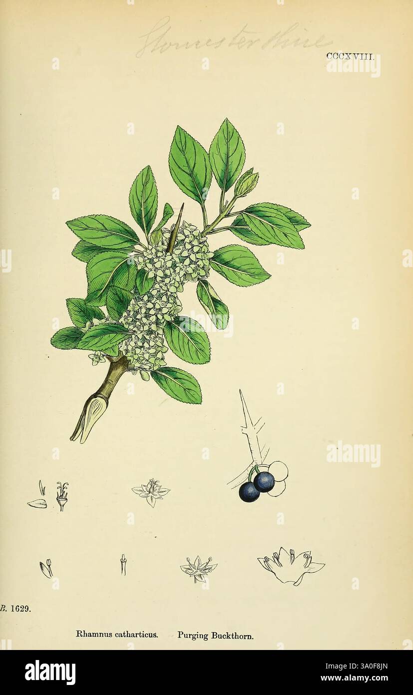 Rhamnus catharticus plant hi-res stock photography and images - Alamy