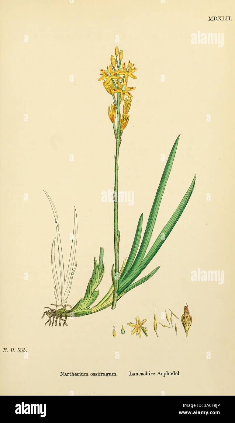 English Botany Coloured Figures British Plants London R. Hardwicke 1863 ...