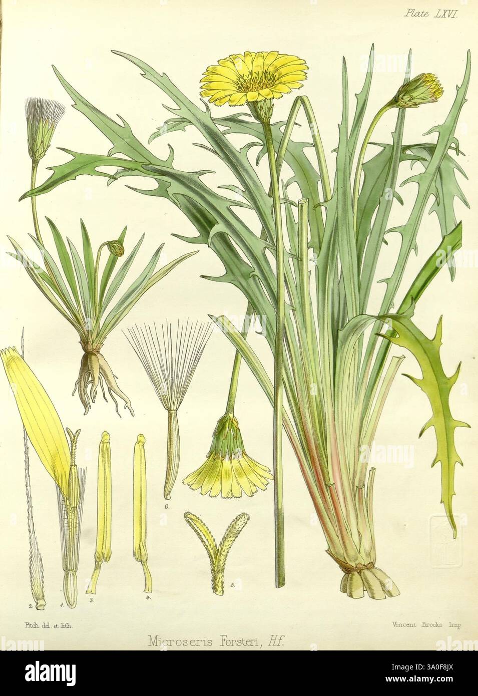 The botany of the Antarctic voyage of H.M. discovery ships Erebus and ...
