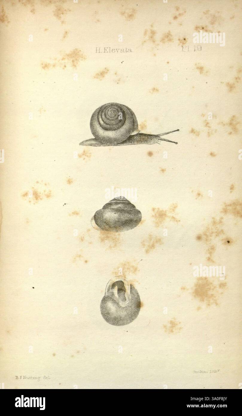 Illustration features three different types of shells hi-res stock ...