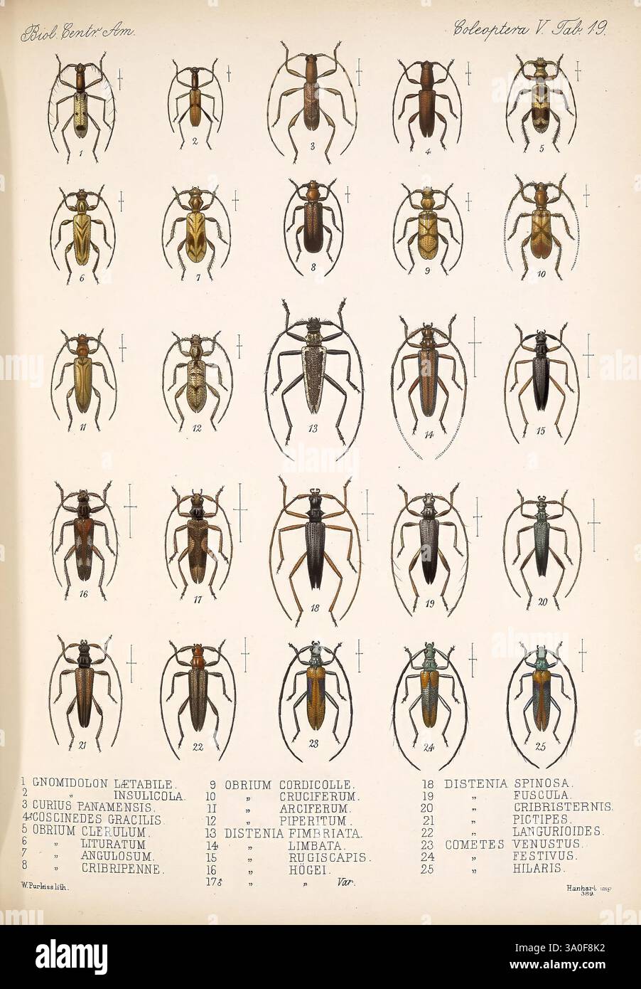 Artistic representation of beetle diversity hi-res stock photography ...