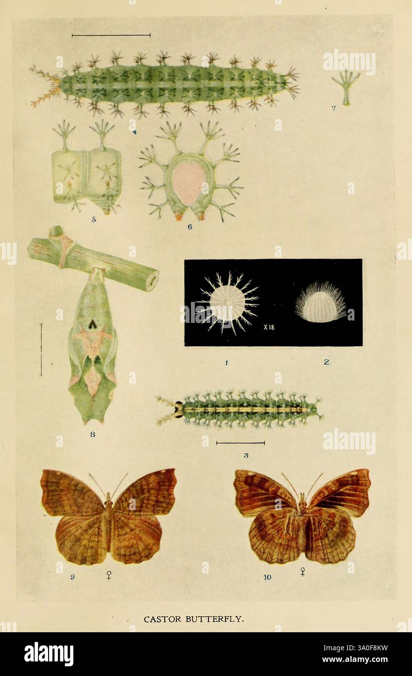 Indian Insect Life Calcutta Thacker Spink & Co. W. Thacker & Co. 2 ...