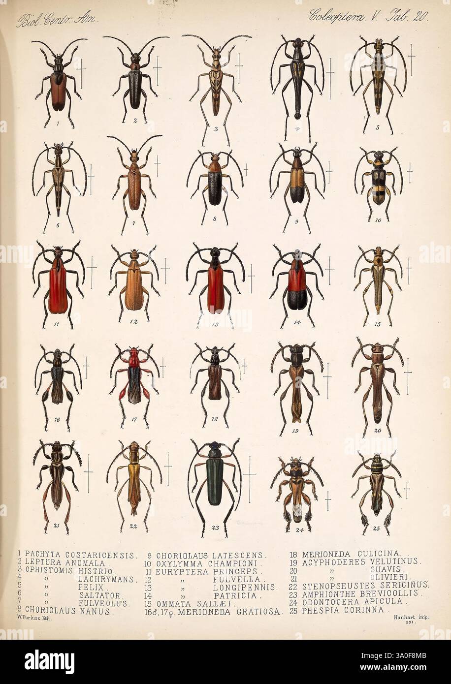 Biologia Centrali-Americana London, 1879-1915, archaeology, botany ...