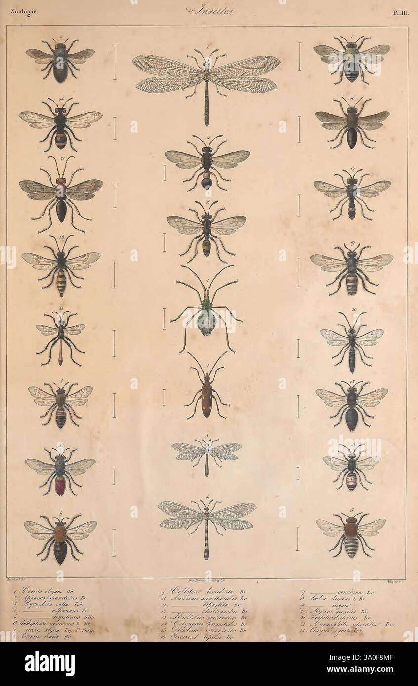 Histoire naturelle des Iles Canaries, Paris, Béthune, éditeur,1836-1850 ...