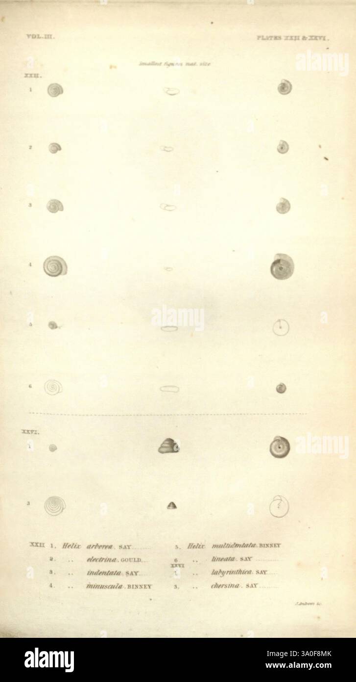 First column features shells labeled hi-res stock photography and ...