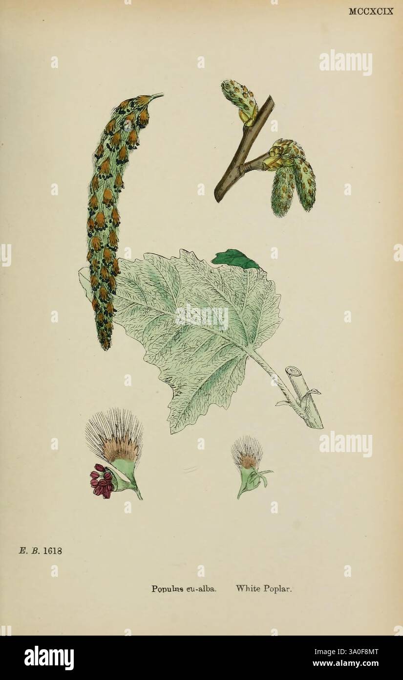 English Botany Coloured Figures of British Plants London R. Hardwicke ...
