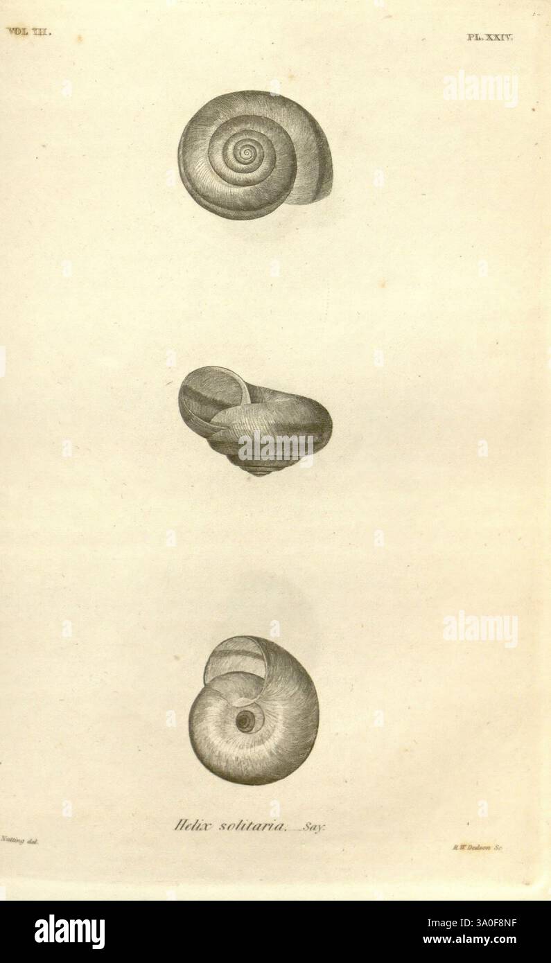 Diversity of shell structures in nature hi-res stock photography and ...