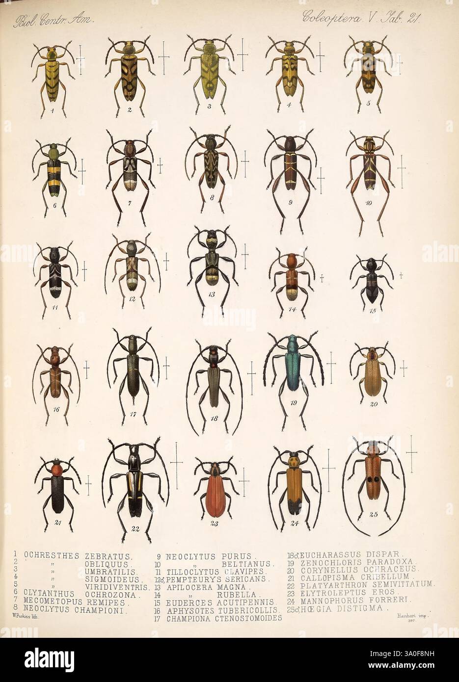 Multiple rows of insects hi-res stock photography and images - Alamy